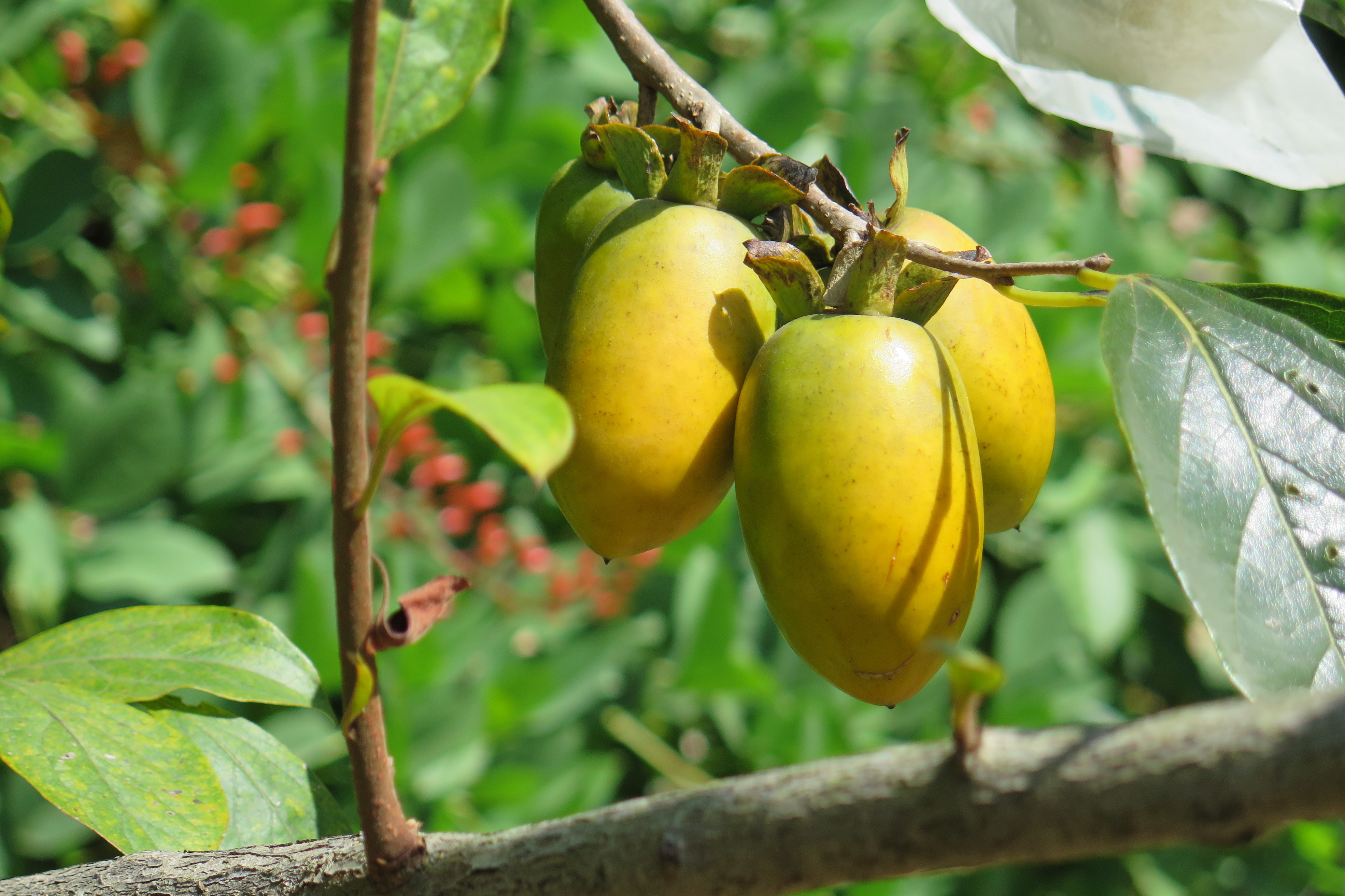 FUN學夢想家 - 節目總覽｜國立教育廣播電臺